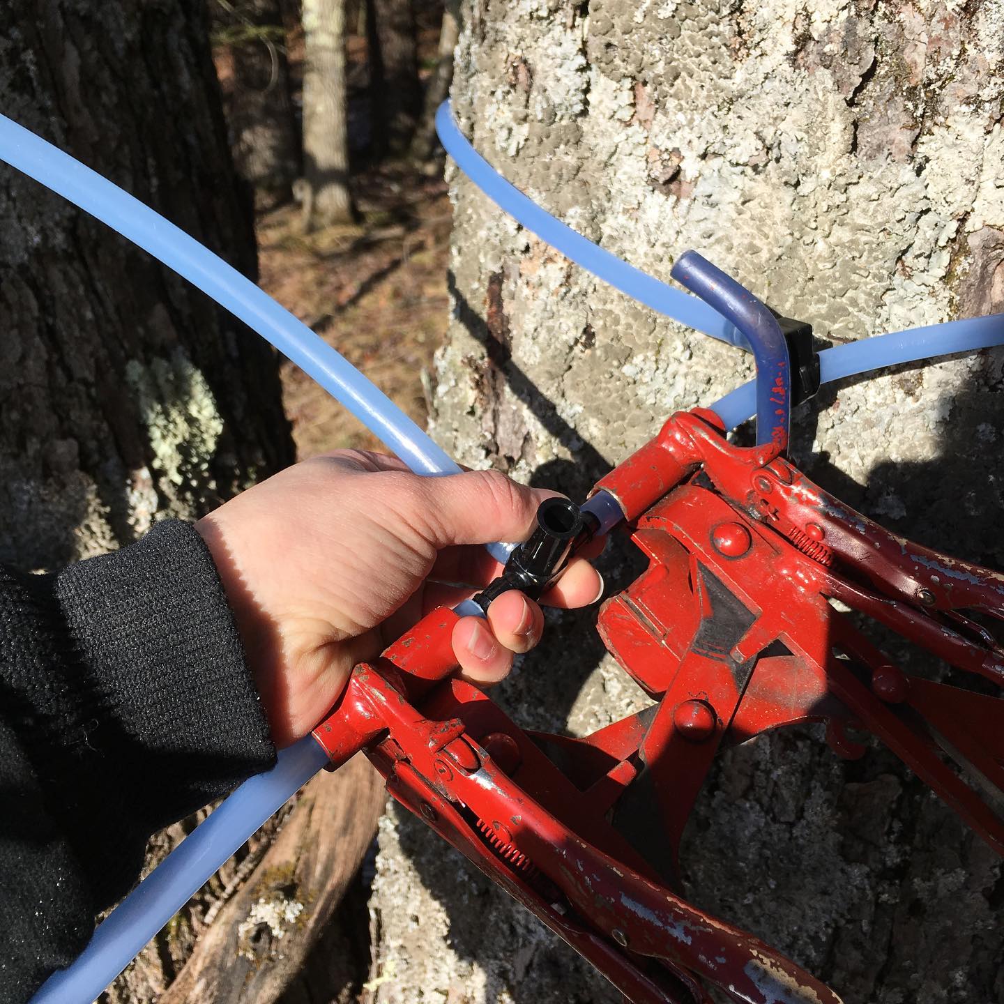 Life is sweet for Pennsylvania's maple syrup producers - Keystone Edge ...